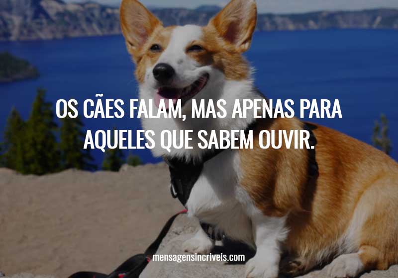 45 frases de cachorro para compartilhar o amor pelo seu mascote